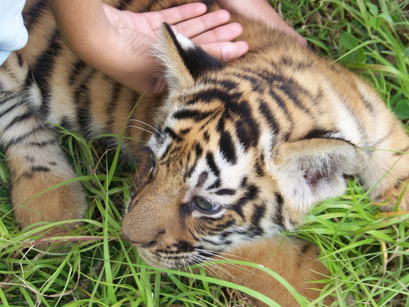 Tiger Census Part 2- The Aftermath | The Lost Lander